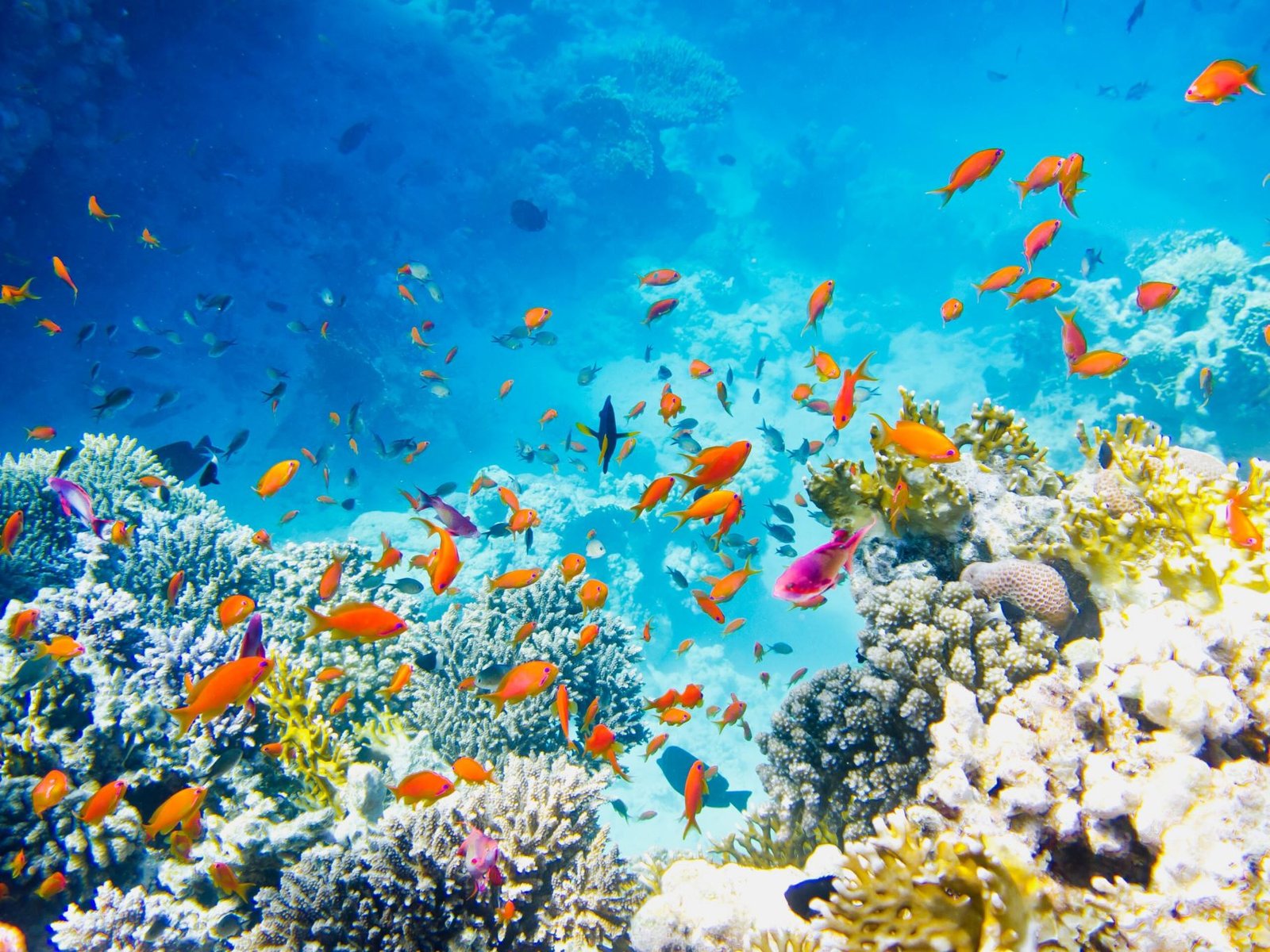 7 Day Egyptian Wonders & Red Sea Adventure Tour